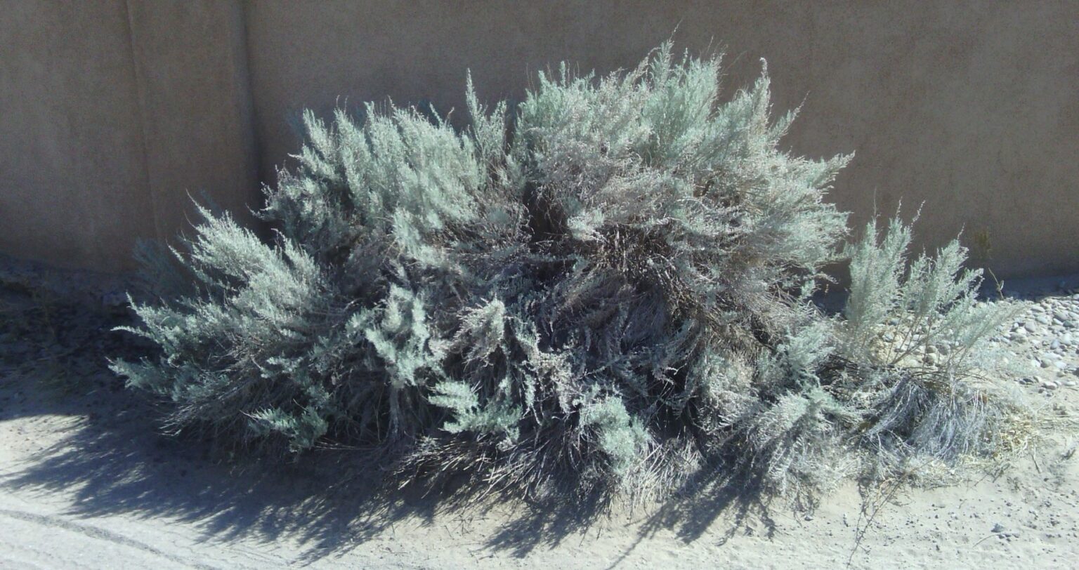 Sagebrush in the News - Sagebrush Systems Inc